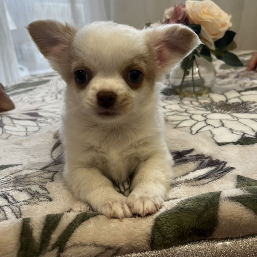 Чихуахуа, щенок