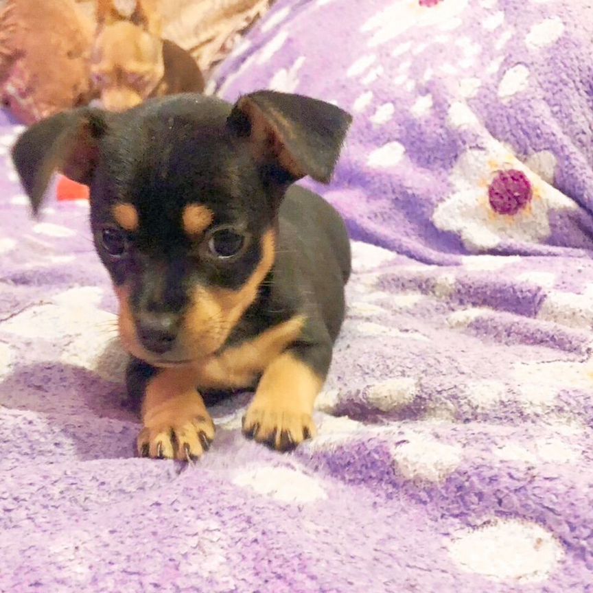 Той-терьер щенки