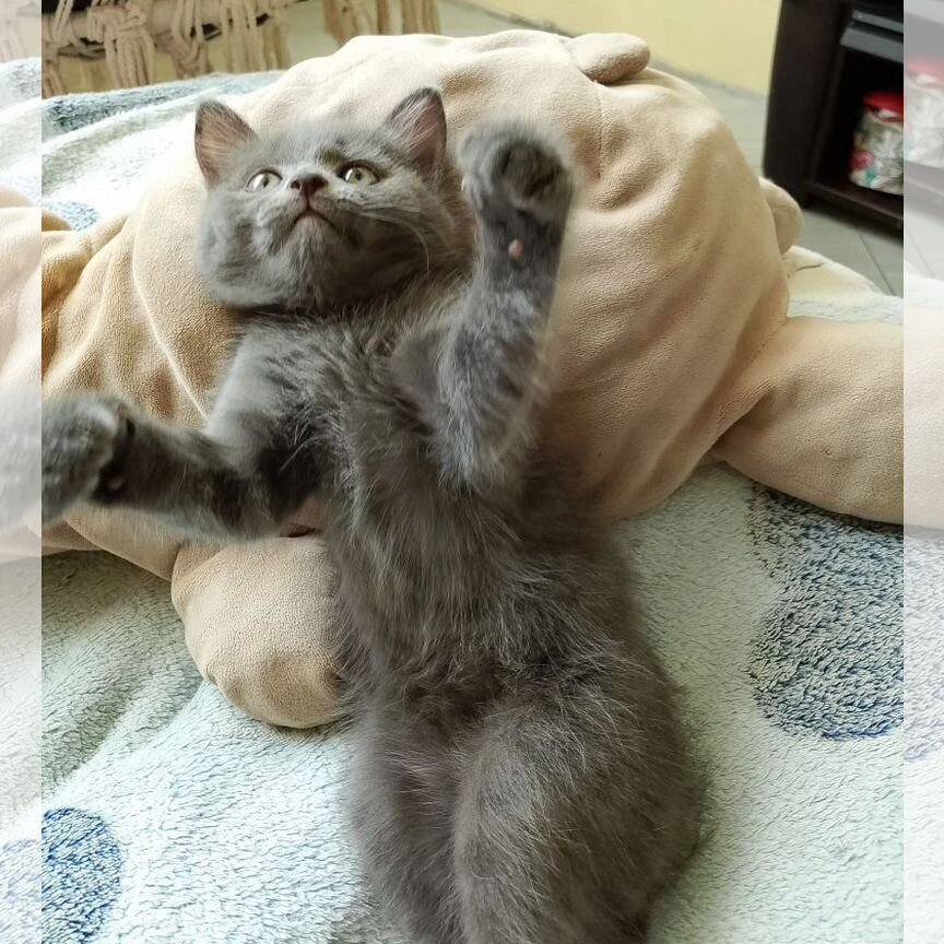 Котёнок в добрые руки