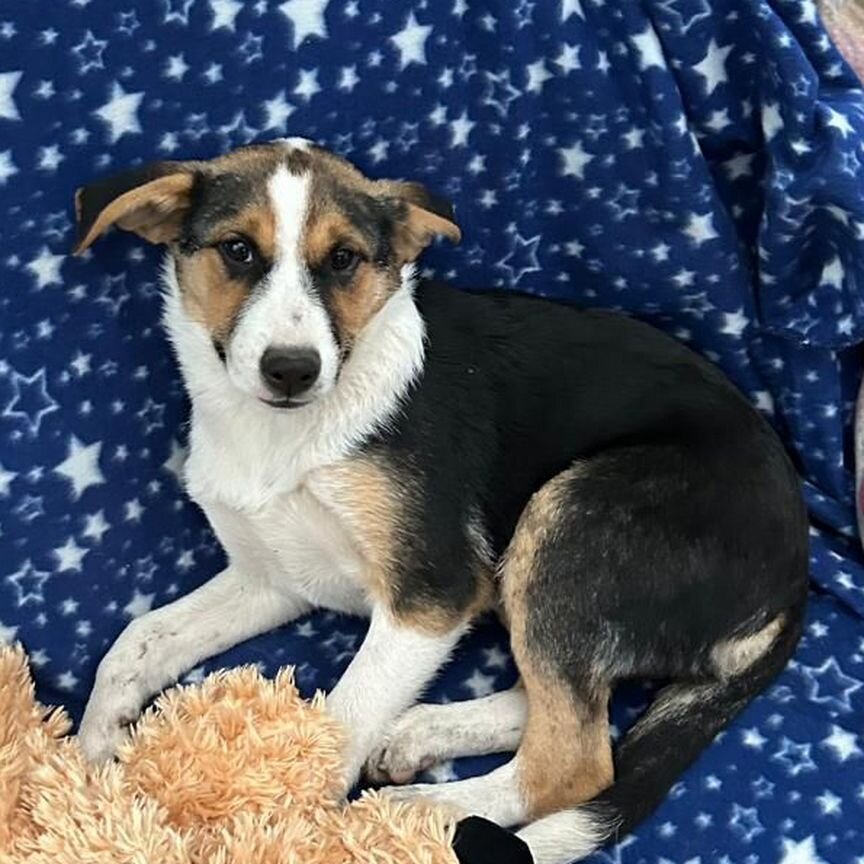 Щенок в добрые руки