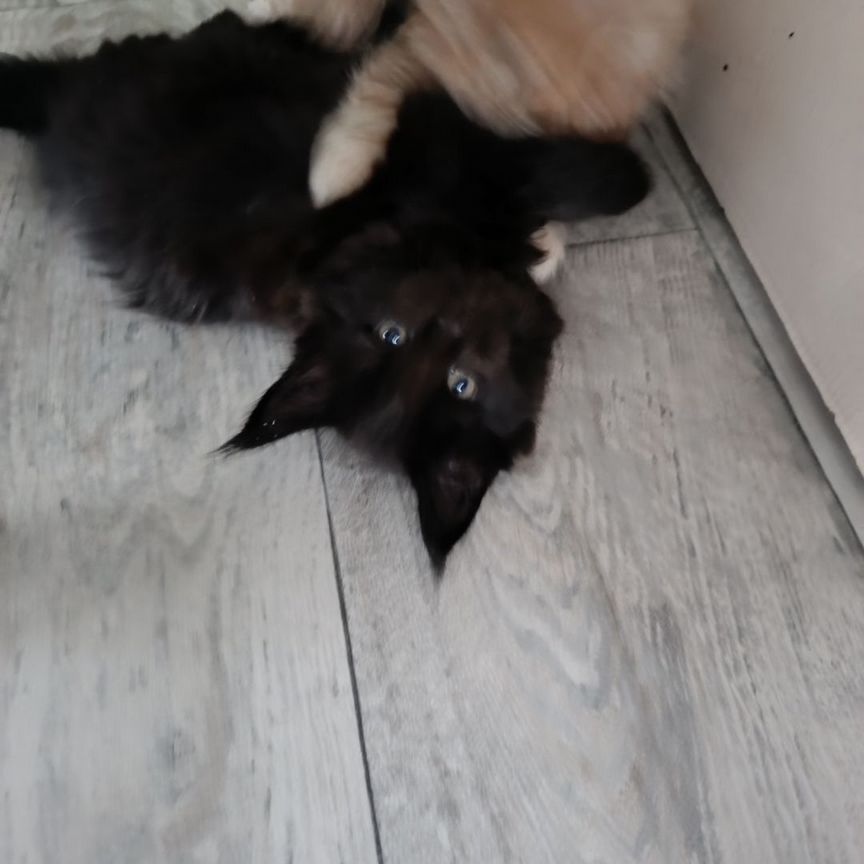 Котята мейн-кун