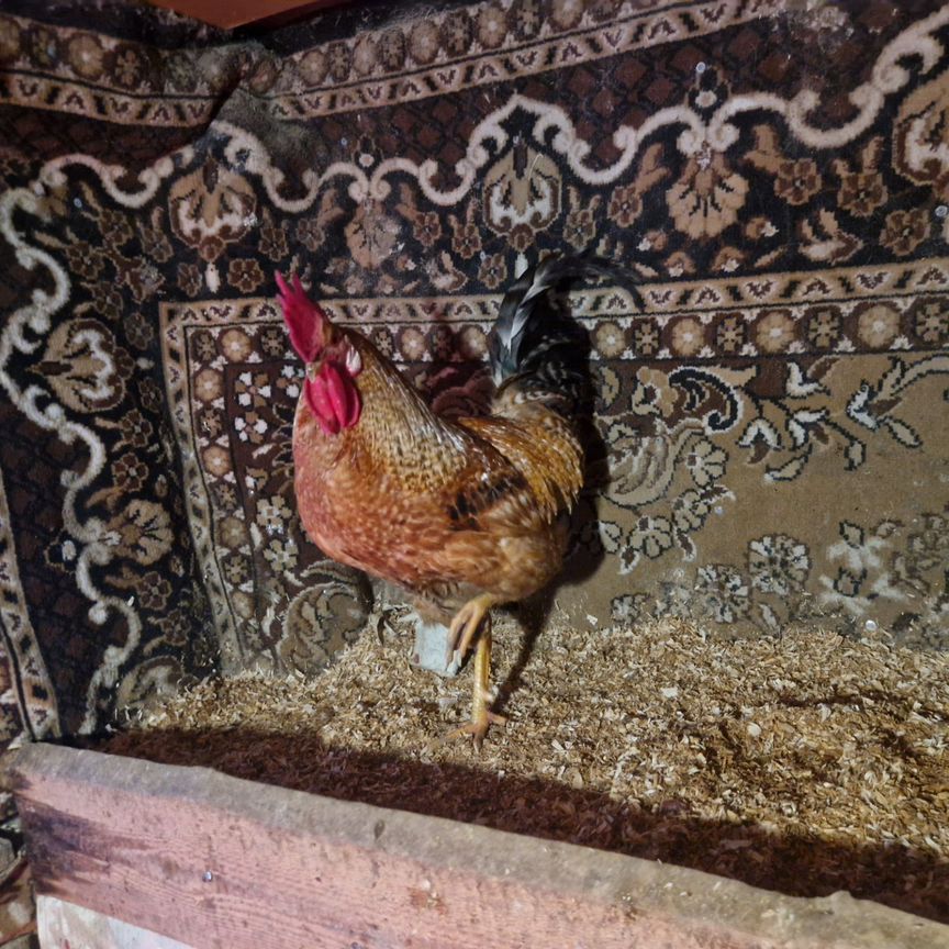 Молодые петухи