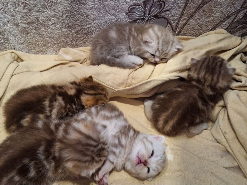 Шотландские шиншиллы мраморные котята