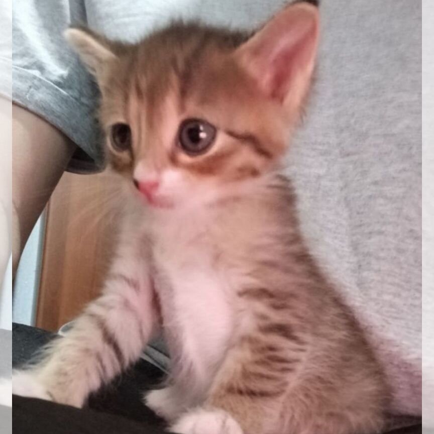 Котенок ищет дом
