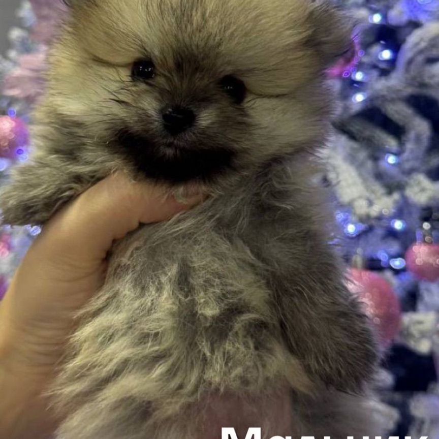 Померанский шпиц, щенок