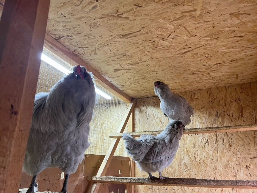 Семья амераукана лаванда