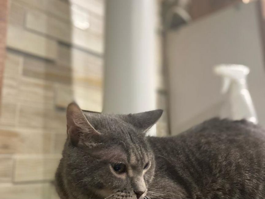 Котенок
