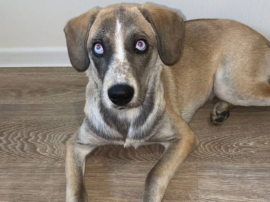 Щенок а добрые руки