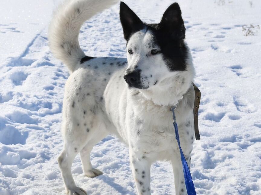 Мальчик Домино