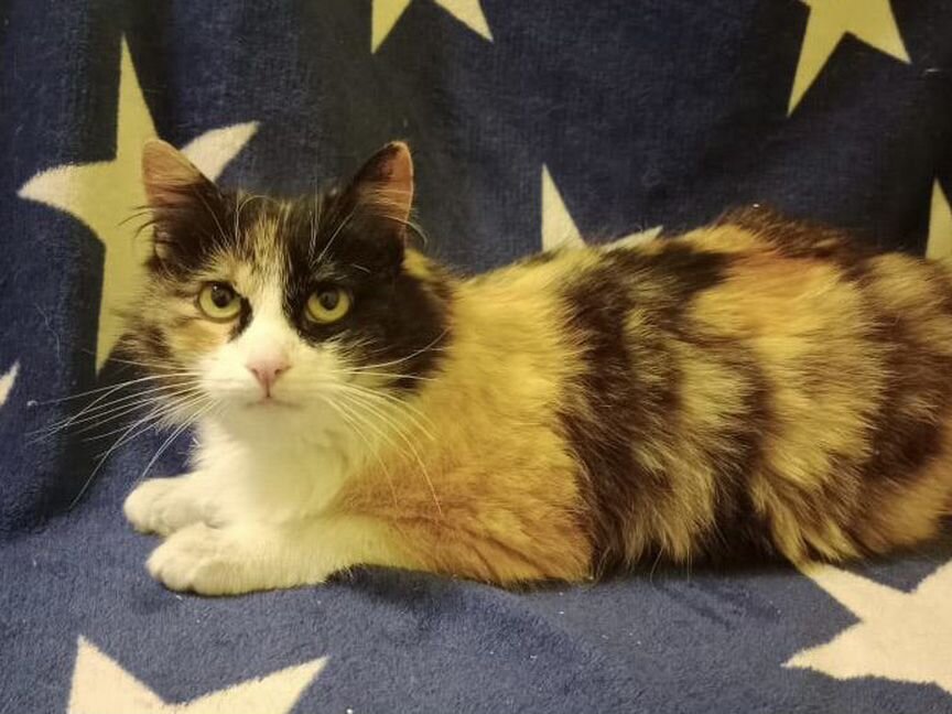 Кошка в добрые руки даром