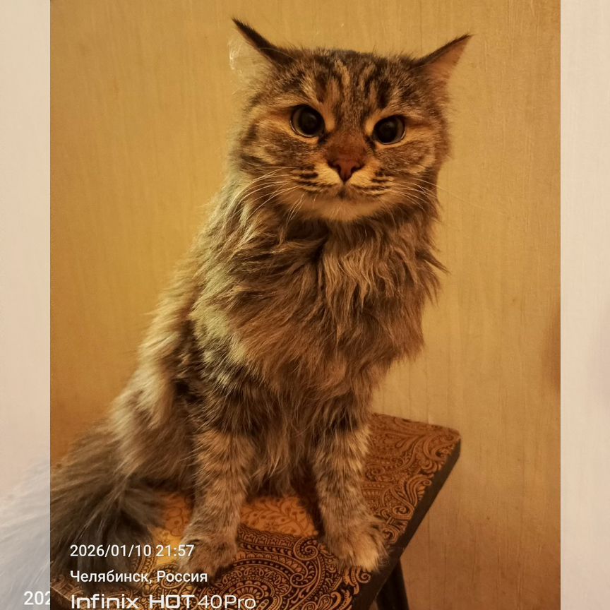 Взрослая, Девочка кошка в добрые руки