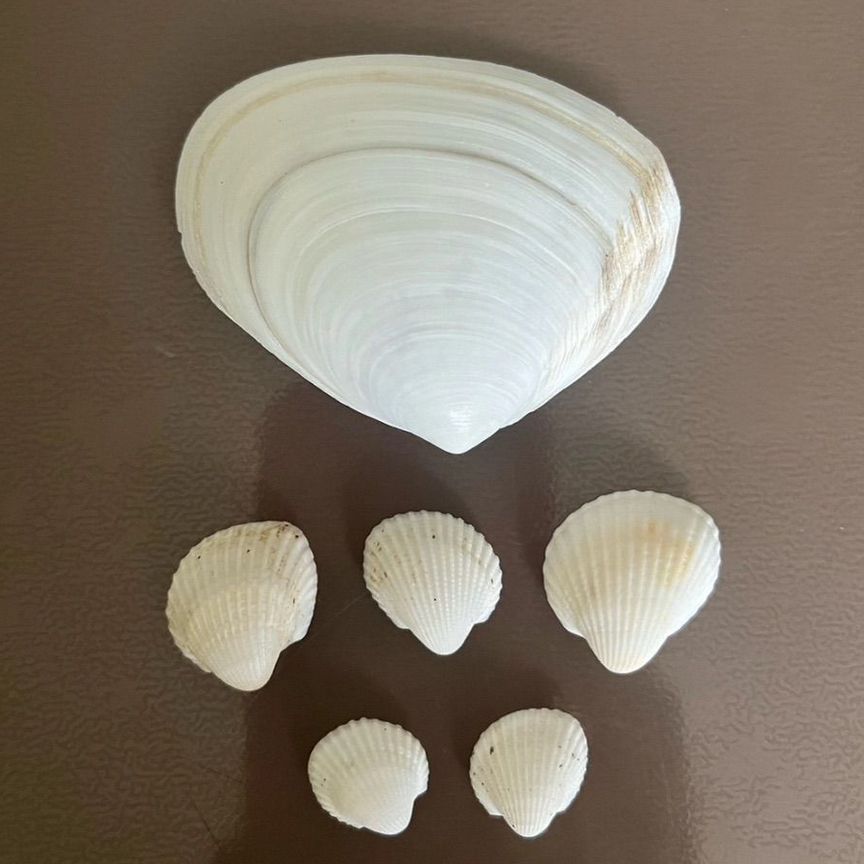 Ракушки морские