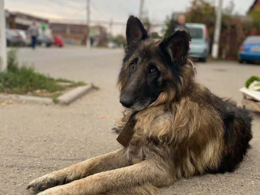 Собака в добрые руки