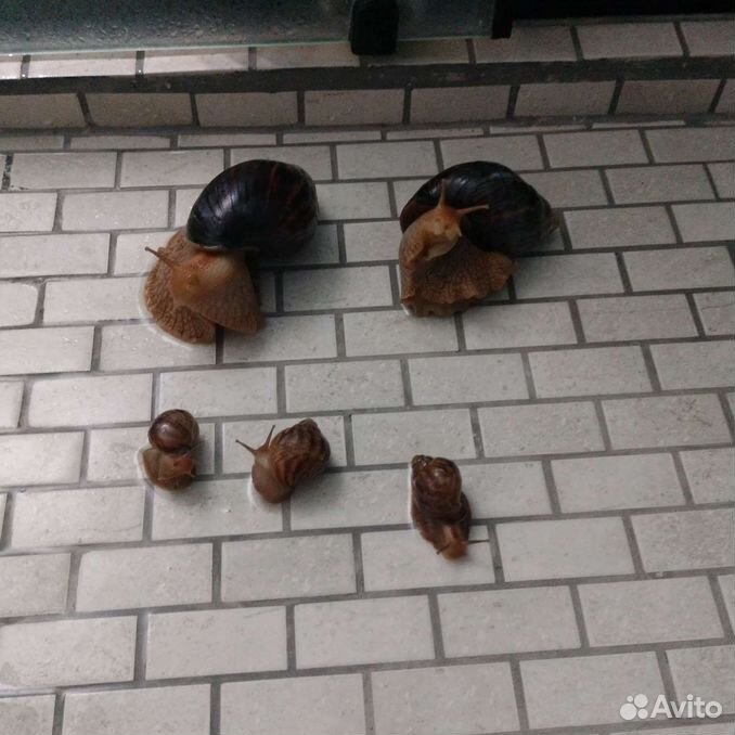 Улитки ахатины ретикулята