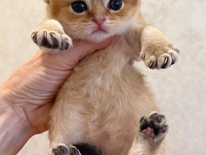 Шотландские котята Фолды и Страйты Шикарные