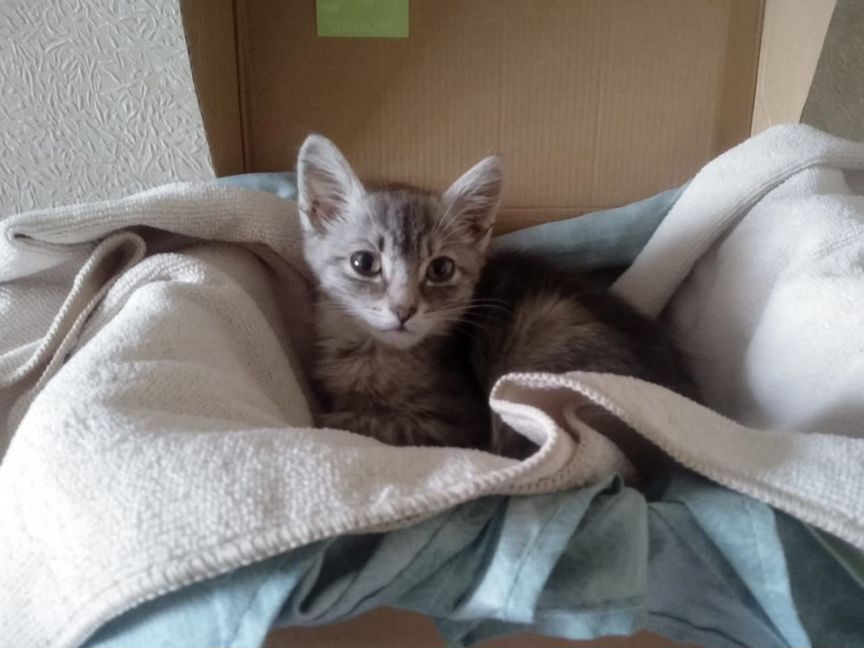 Отдам котенка в добрые руки