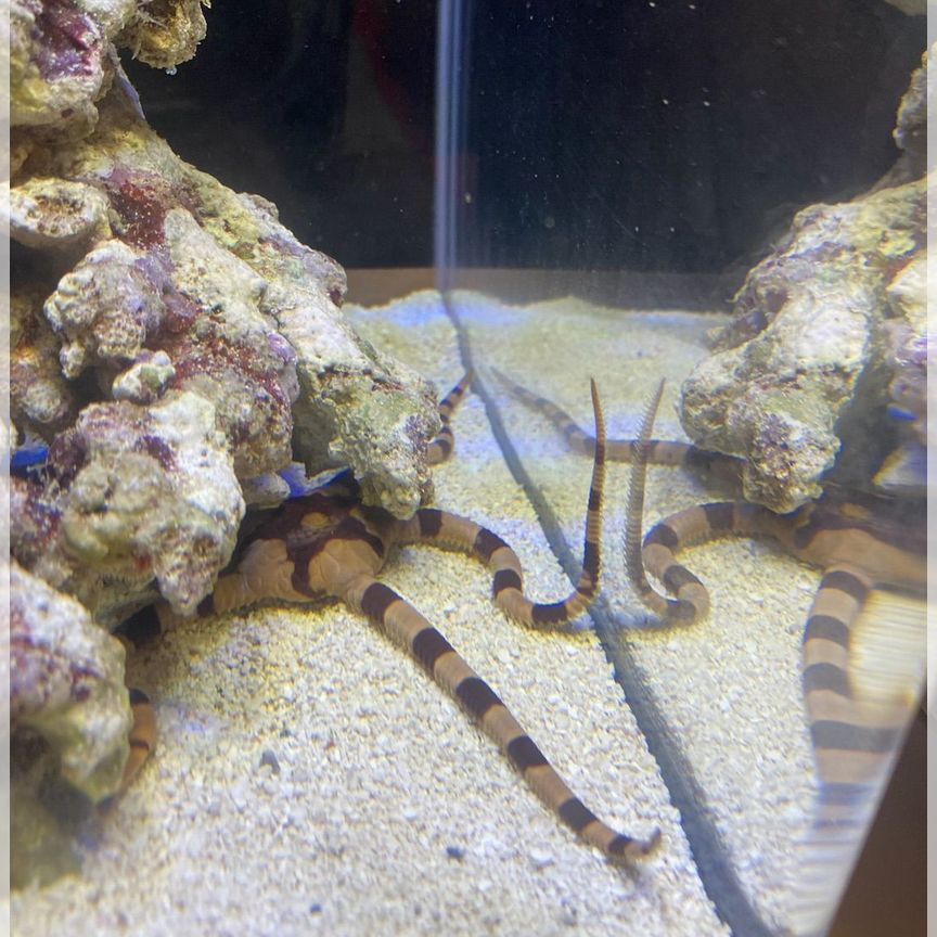 Офиура в морской аквариум