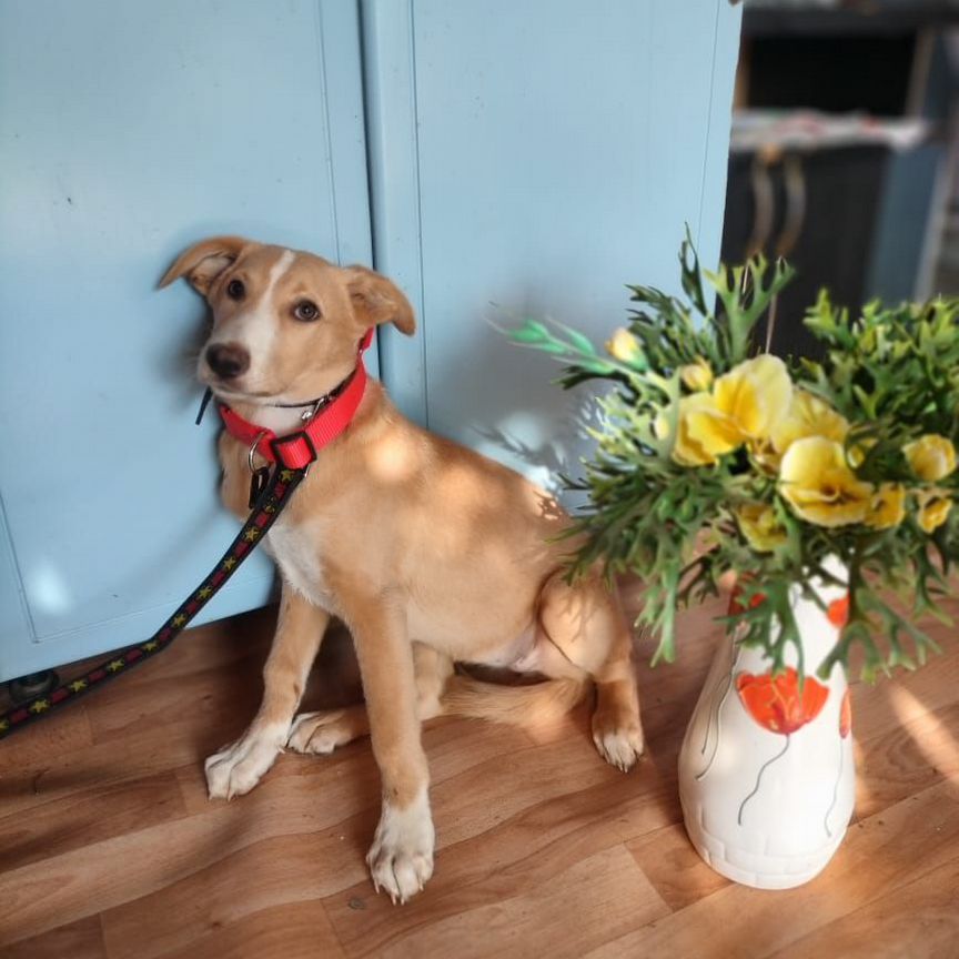 Красивый щенок в надежные руки