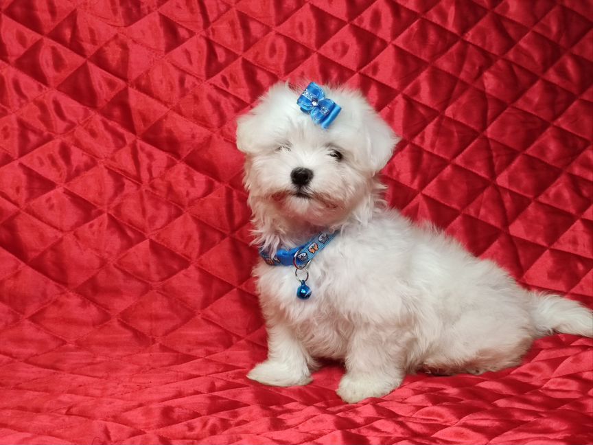 Мальтийская болонка в Санкт-Петербурге