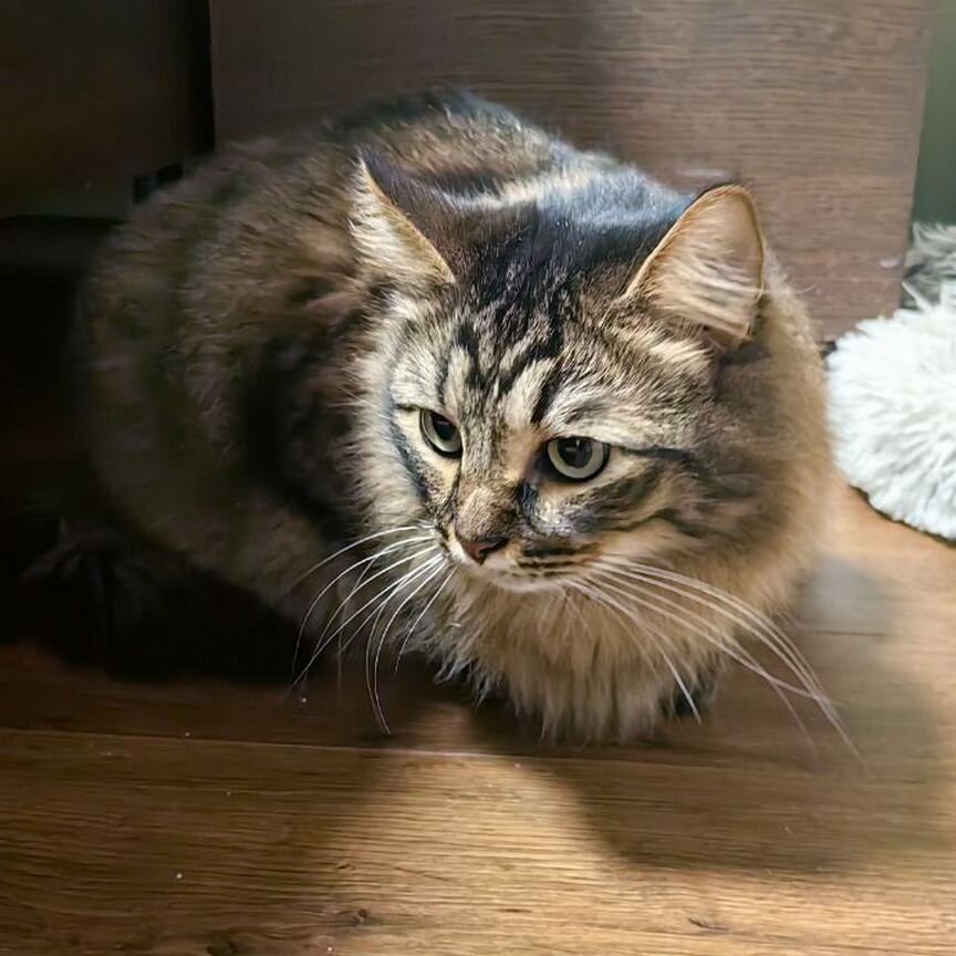 Взрослый кот в добрые руки