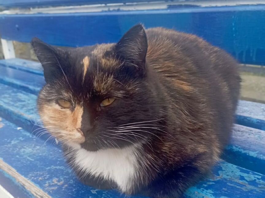 Кошка Муля