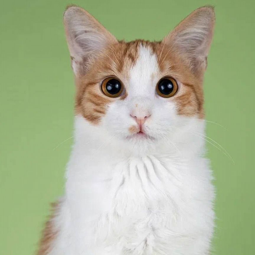 Взрослая, кошка в добрые руки