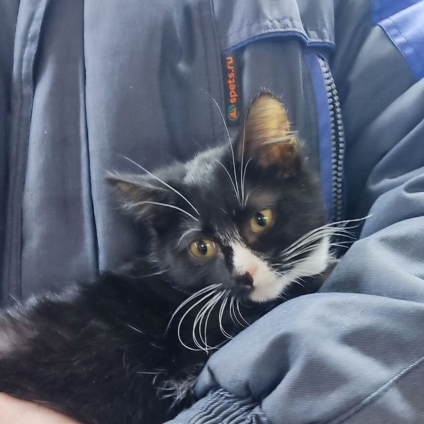 Котёнок в добрые руки