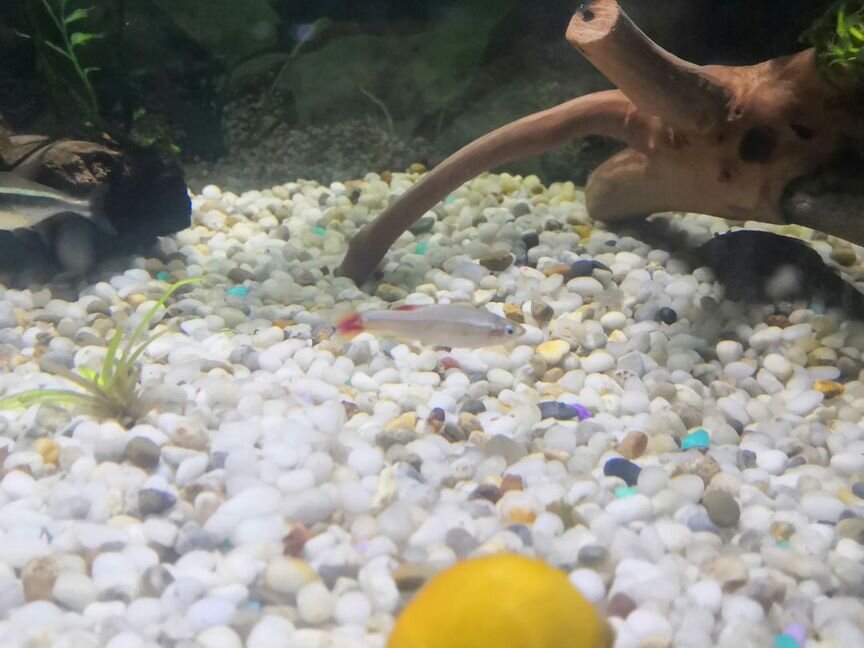 Аквариумные рыбки