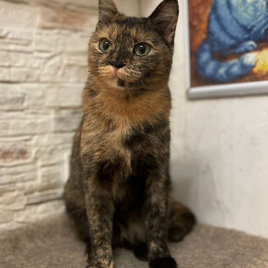 Кошечка в добрые руки