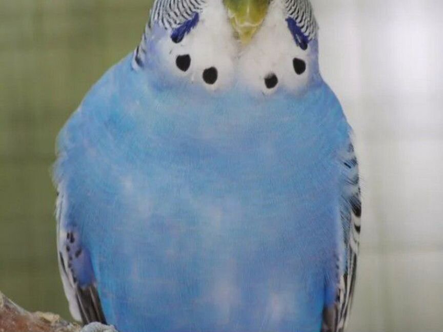 Попугаи волнистые