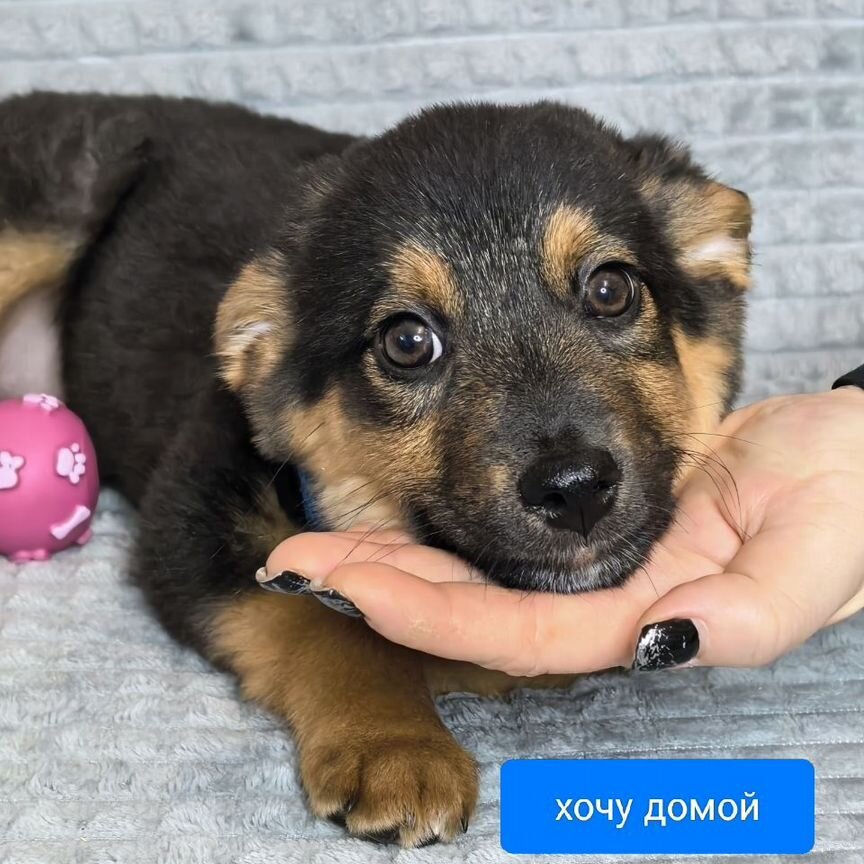 Щенок в добрые руки