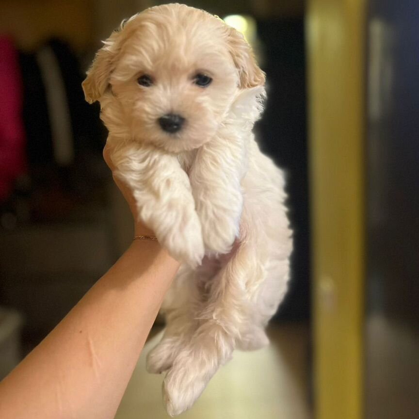 Мальтипу, щенок