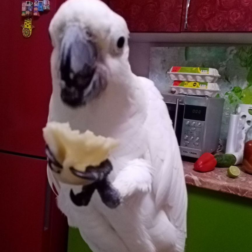 Желтохохлый какаду