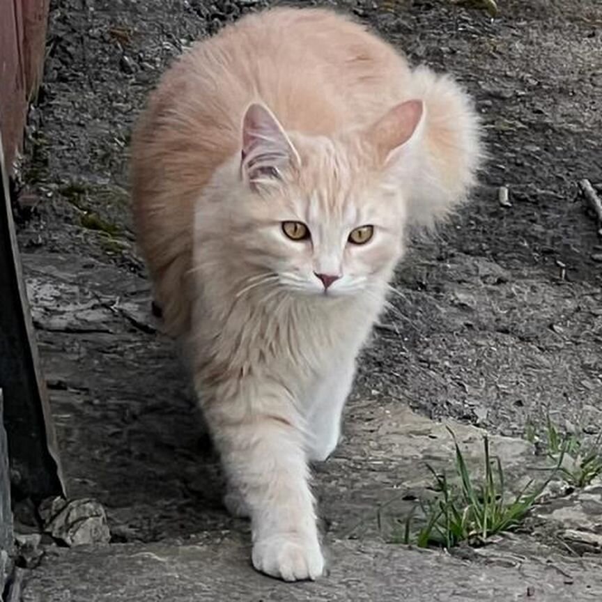 Кошечка Мейкун редкий окрас 2 года