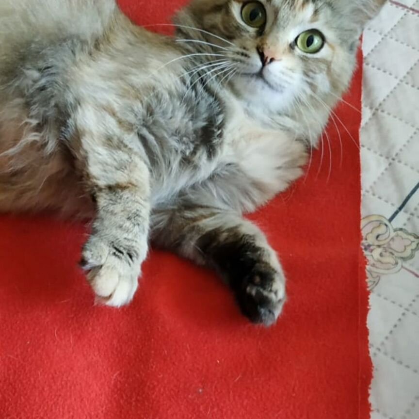 Кошка в добрые руки