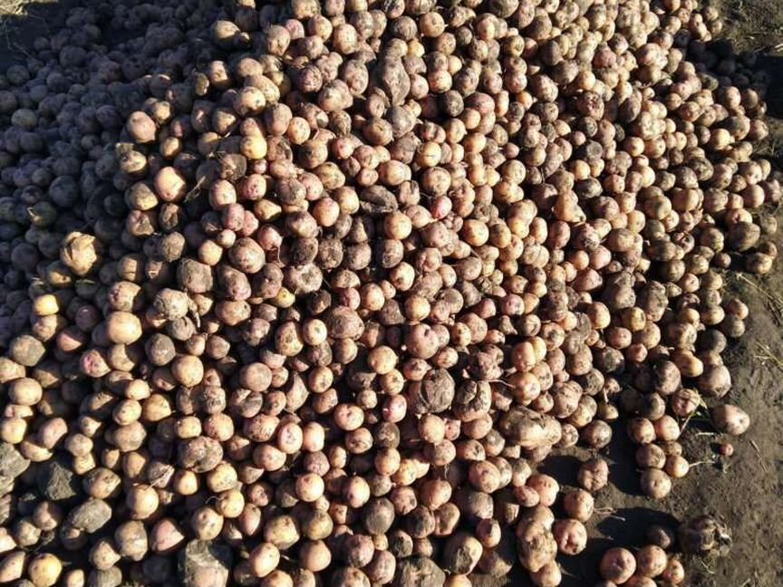 Мелкая картошка