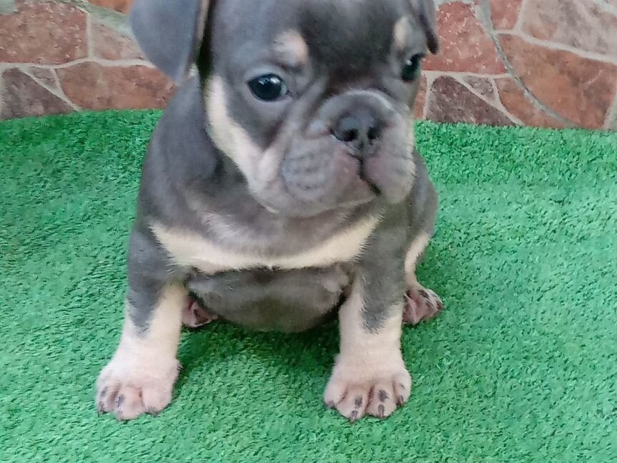 Девочки голубого окраса