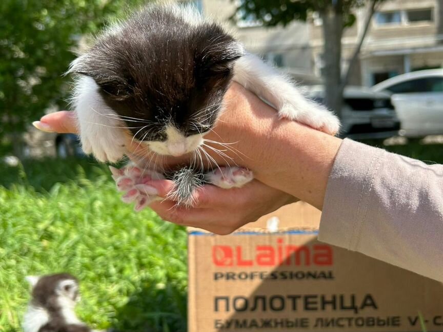 Отдадим котенка мальчика в добрые руки