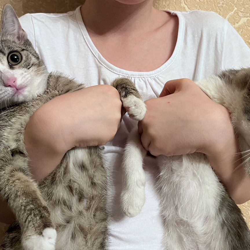 Котёнок в добрые руки