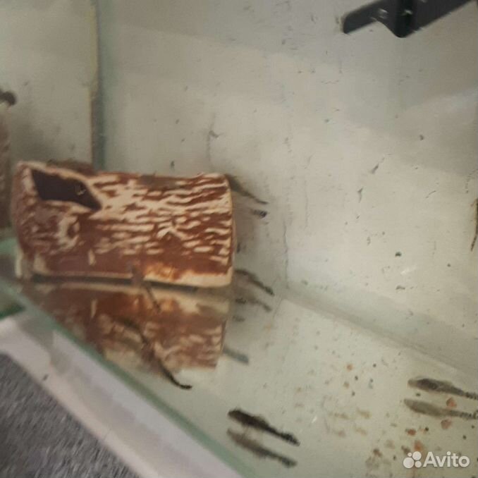 Сомы анцитруса бесплатно отдам