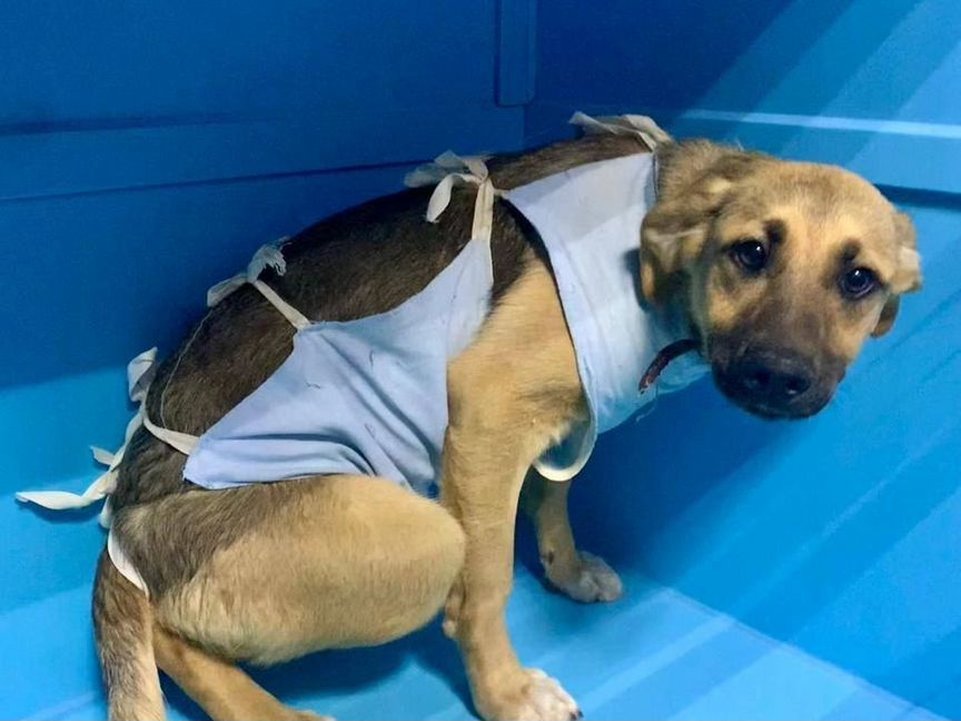 Милое создание ищет дом