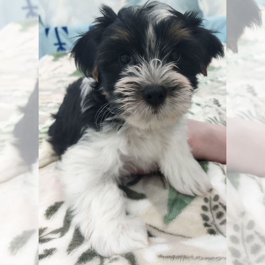 Йоркширский терьер, щенок