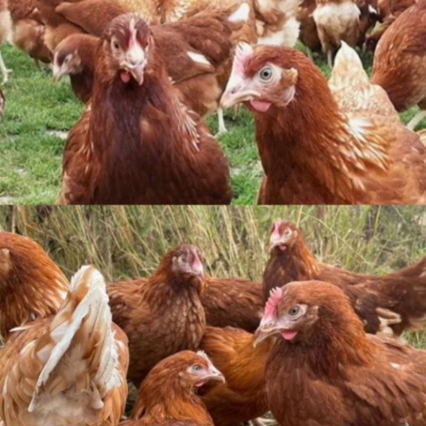 Куры молодки, несушка