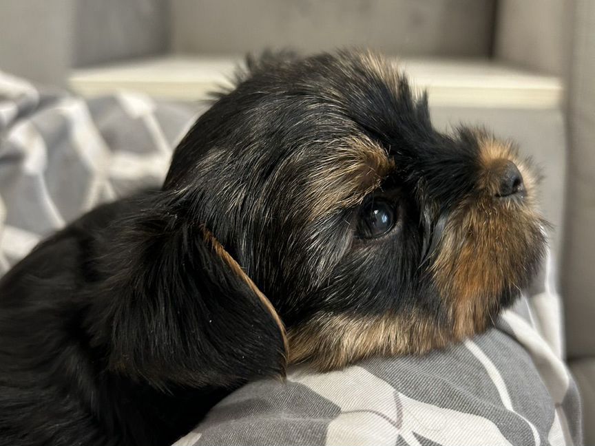 Йоркширский терьер щенки