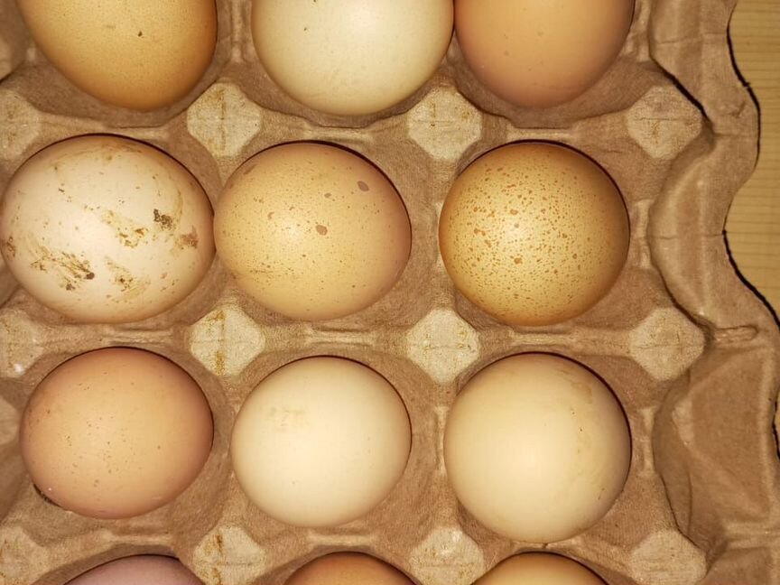 Продаю яйцо инкубационое