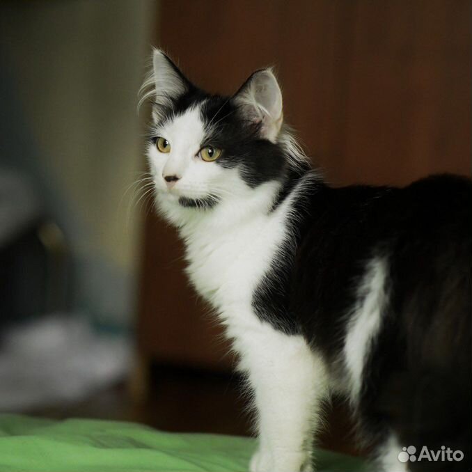 Котенок Амур в добрые руки