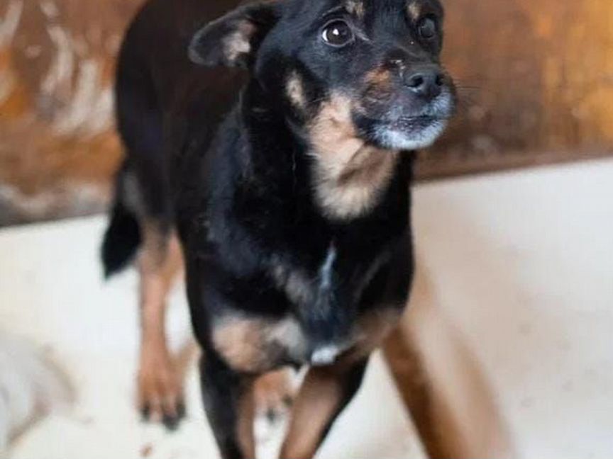 Кобелек Тоя в хорошую семью бесплатно