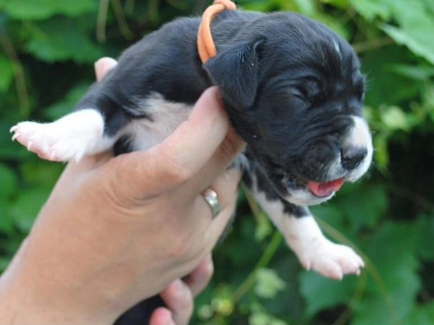 Щенок немецкого дога