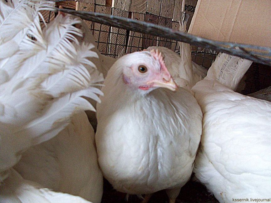 Куры молодки 3 месяца