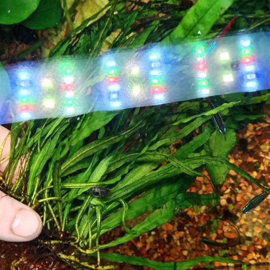 Аквариумные растения